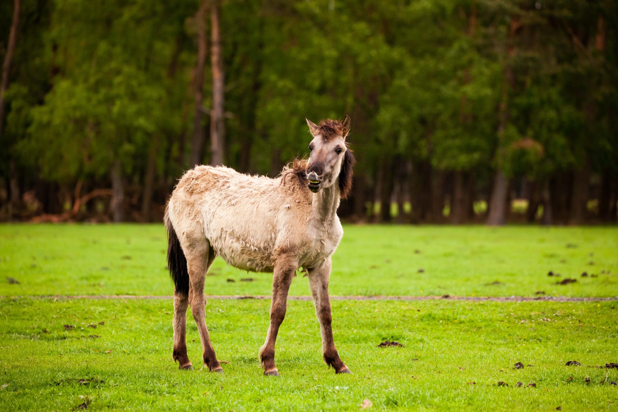 Naturpark Hohe Mark | Dülmener Wildpferde