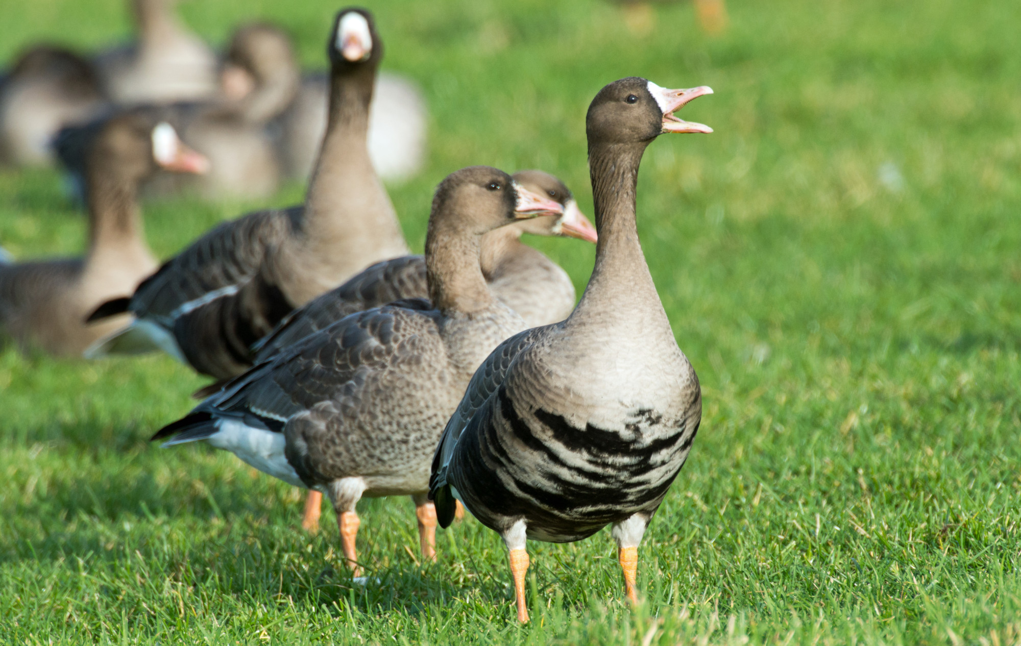 Naturpark Hohe Mark | Wildgänse