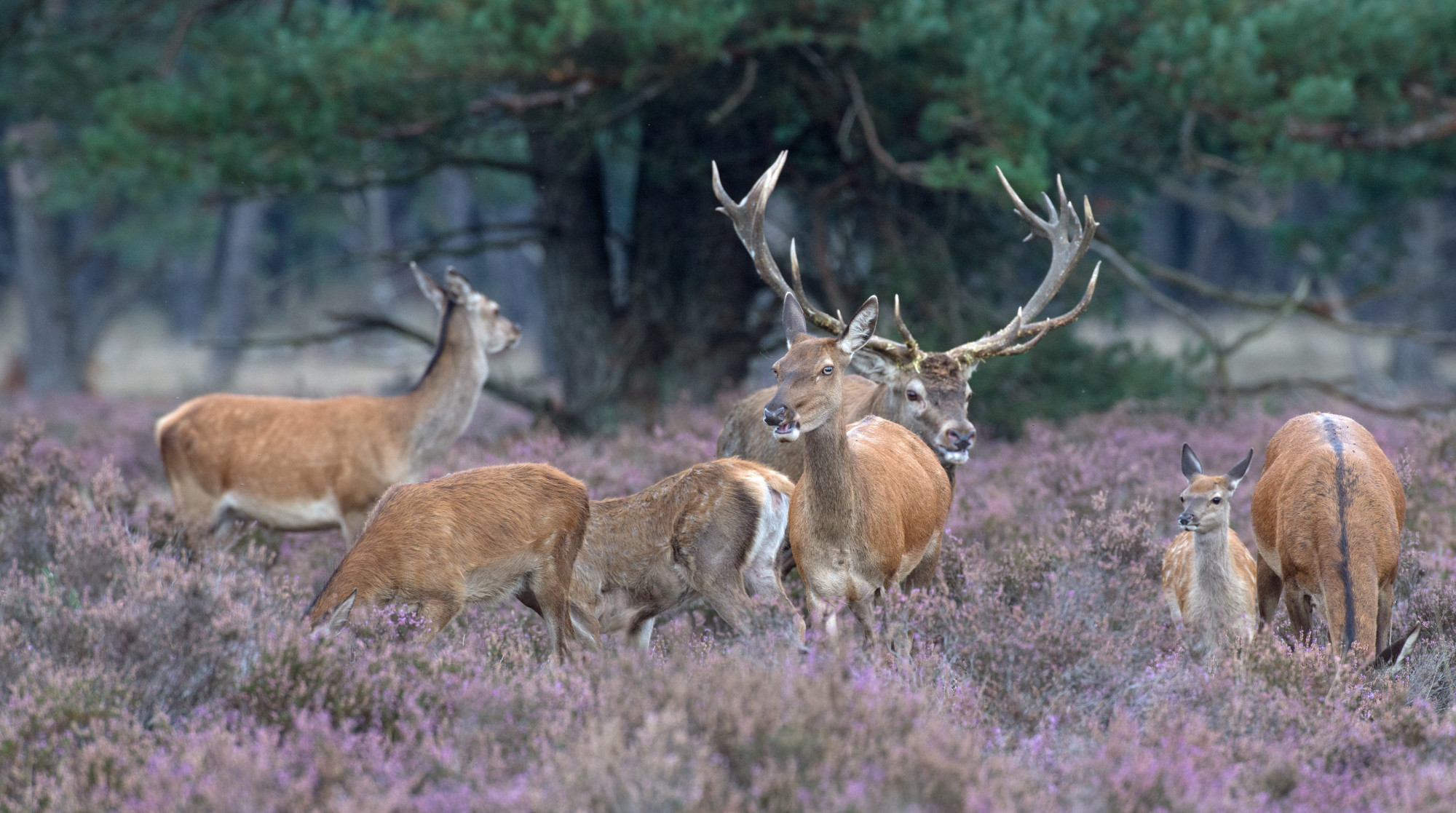 Rotwild | Naturpark Hohe Mark