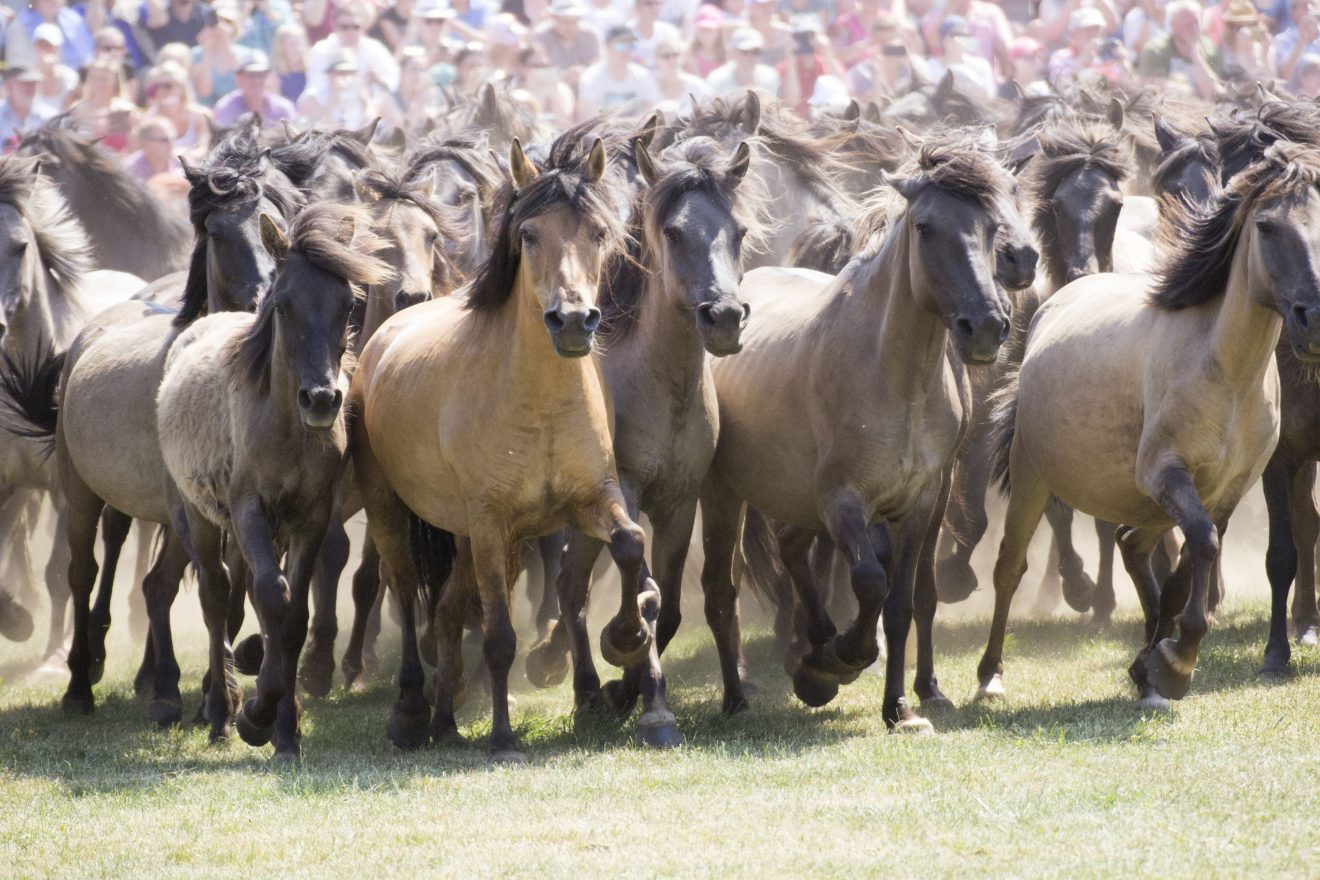 Naturpark Hohe Mark | Dülmener Wildpferde