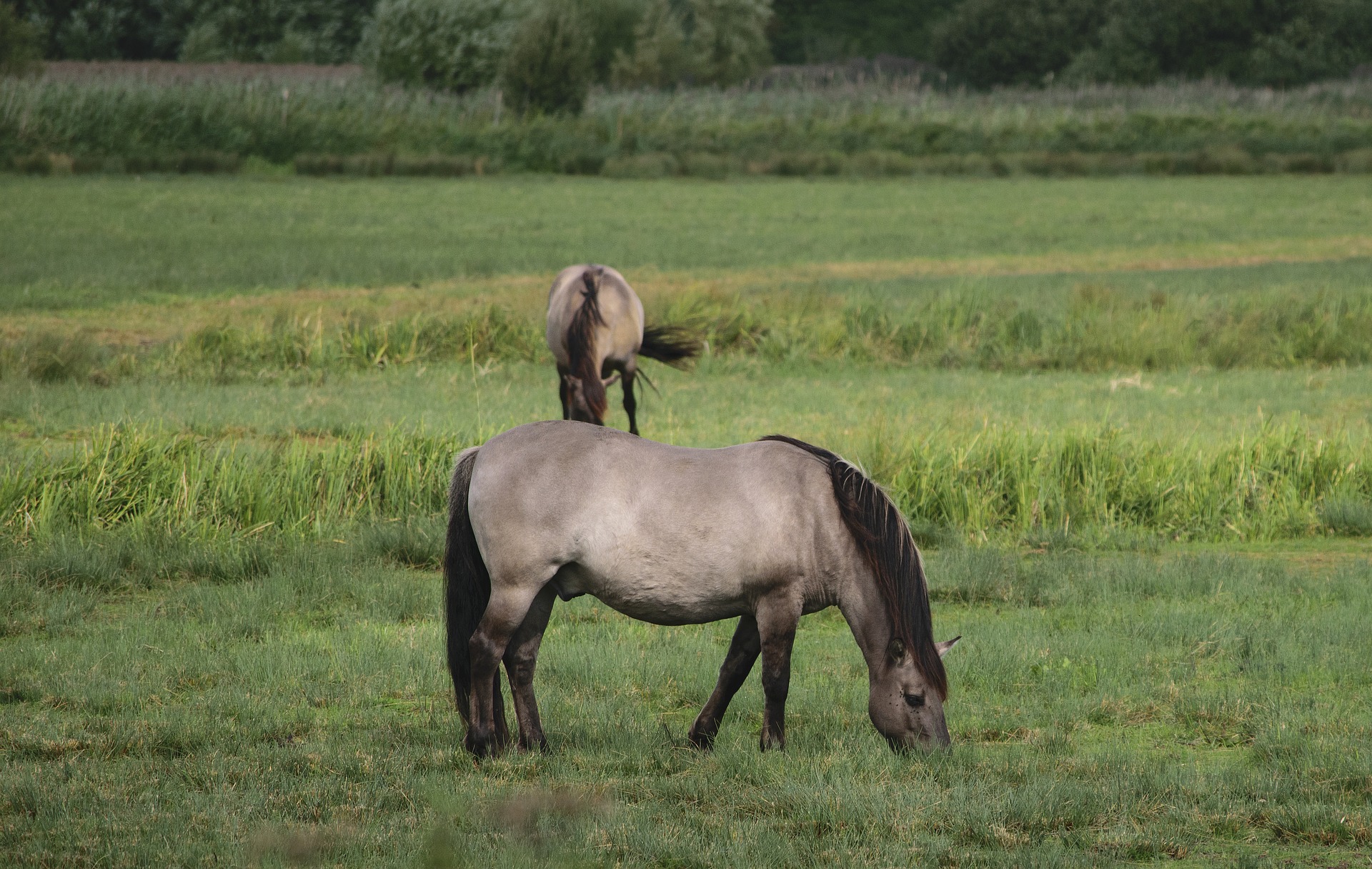 Naturpark Hohe Mark | Konik Pferde