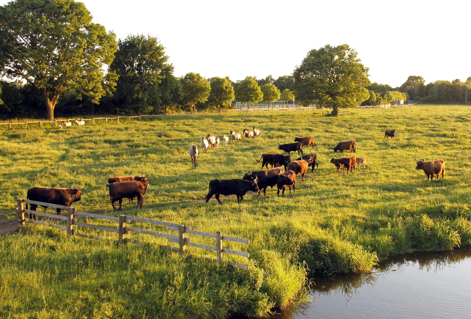 Naturpark Hohe Mark | Heckrinder