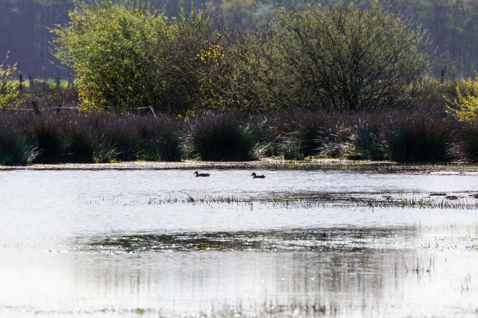 Naturpark Hohe Mark | Büngener Dingdener Heide