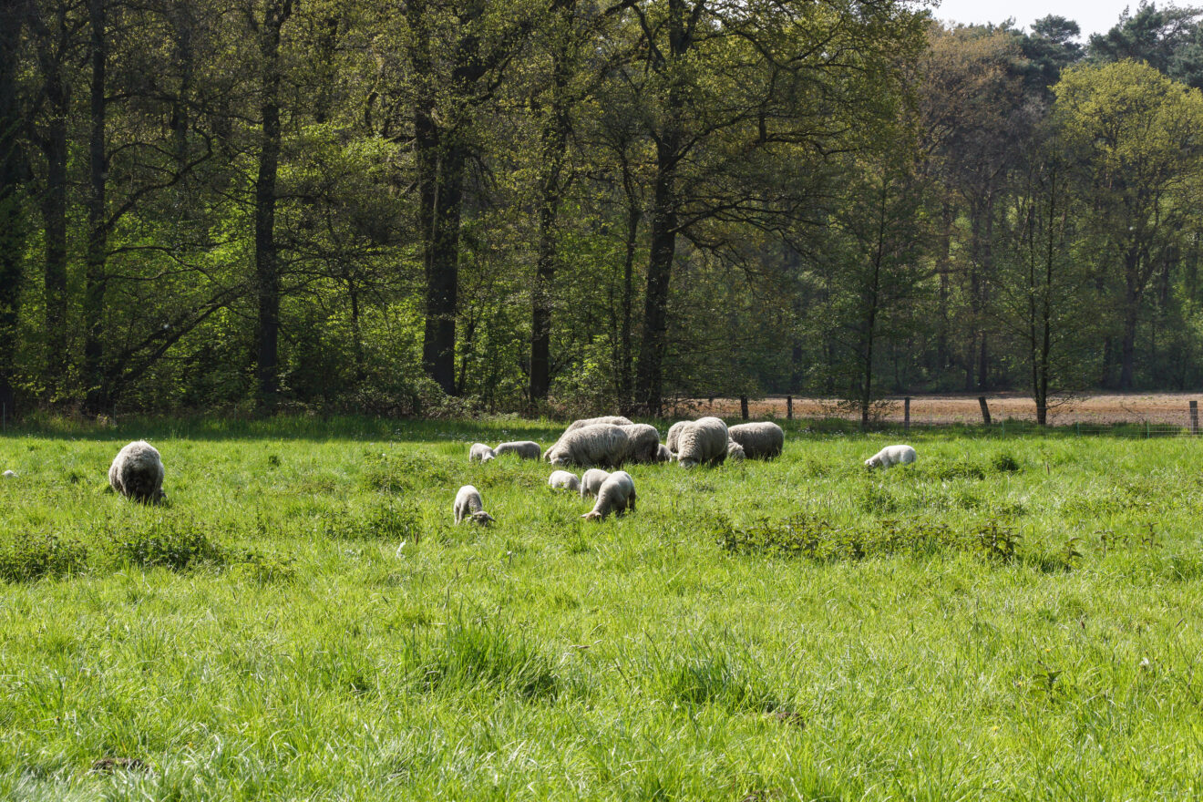 Naturpark Hohe Mark | Büngener Dingdener Heide